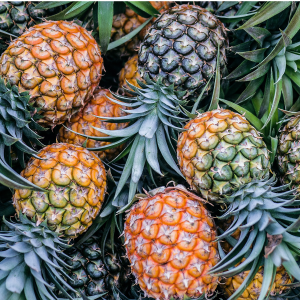 Exo Hub - Import & distribution de fruits & légumes exotiques frais ...